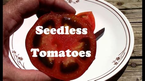 Seedless Tomatoes