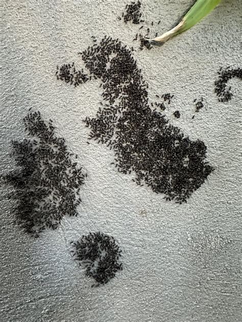 Strange Ant Behaviour R Perth