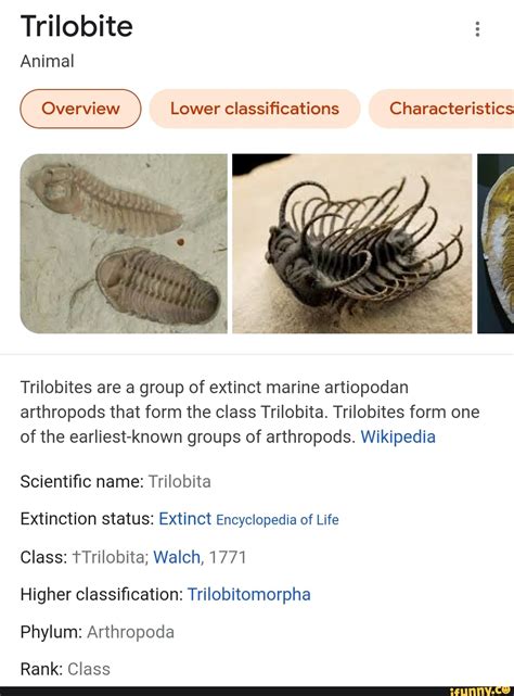 Class Trilobita