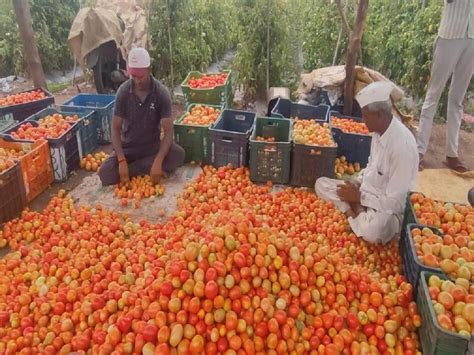 Tomato Price Hike What Is The Real Reason For The Increase In The