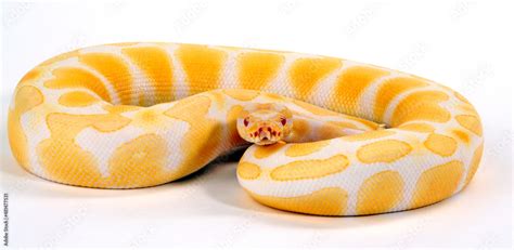 Ball Python Königspython Python Regius Albino Colour Morph Stock
