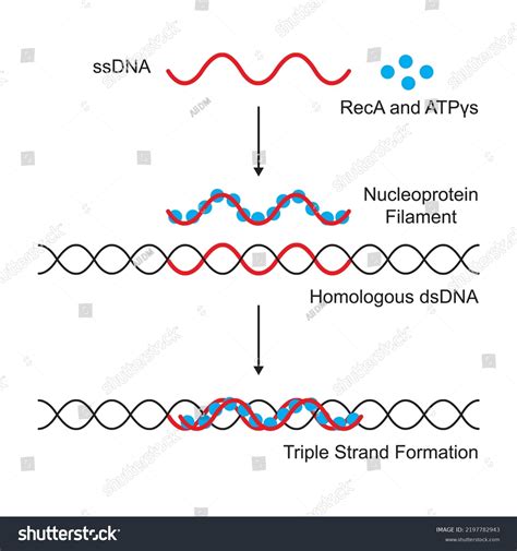 2 Mismatched Single Mismatch Stock Vectors And Vector Art Shutterstock