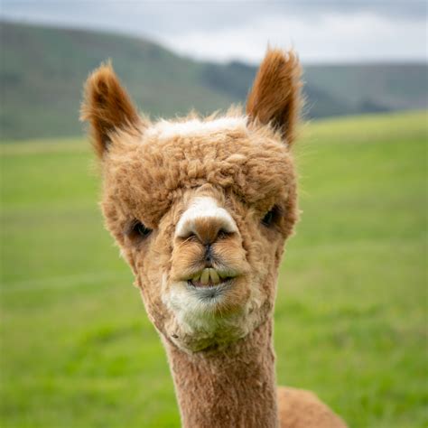 Welcome To Wood End Alpacas Wood End Alpacas