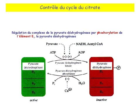 Le Cycle De Lacide Citrique Synonymes Fonction Conversion
