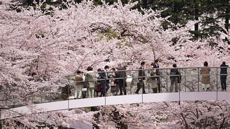 日本櫻花｜2月高溫春天提前報到 東京或最快173開花 星島日報