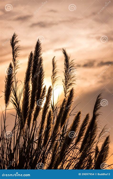 Miscanthus Sinensis `zebra`zebra Grassmiscanthus Sinensis Royalty Free
