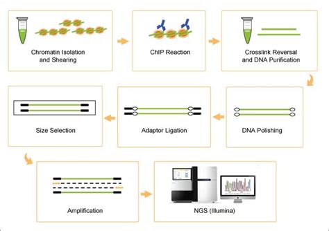 Chip Seq Uses And Challenges Epigentek Chip Seq Uses And Challenges Epigentek