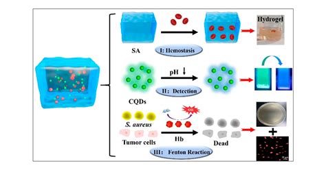 Injectable In Situ Self Cross Linking Hydrogels Based On Hemoglobin