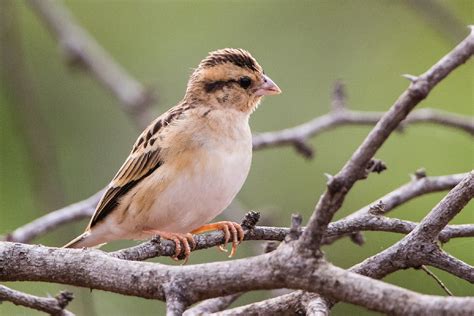 African Bird Club