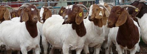 Australian Boer Goat Cluny Livestock Exports Pty Ltd