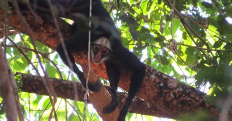Macaco Aranha De Cara Branca 280612 Biofaces Bring Nature Closer