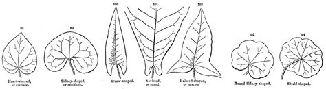 How Plants Grow