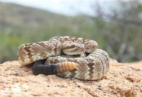 Топ 10 самых опасных животных в мире