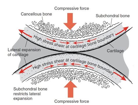 2 During Compressive Loading There Is A Large Lateral Displacement Download Scientific
