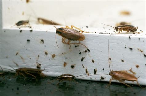 Pest Control For Cockroaches In Alaska Roach Inspection And Treatment