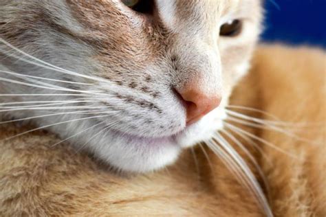 Gato Nariz Entupido O Que Fazer