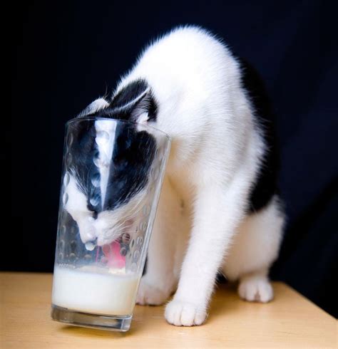 55 Cat Burglars That Were Caught In The Act Cat Burglar 34 Viralscape