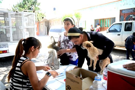 Invita Municipio A Las Jornadas De Esterilización Para Caninos Y