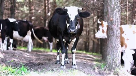 「cudding」の画像 4148 件の Stock 写真、ベクターおよびビデオ Adobe Stock