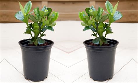One Or Two Fragrant Gardenia ‘kleims Hardy Potted Plants Groupon
