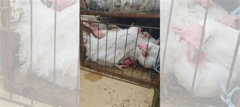 Куры несушки легорн купить в Симферополе Животные и зоотовары Авито