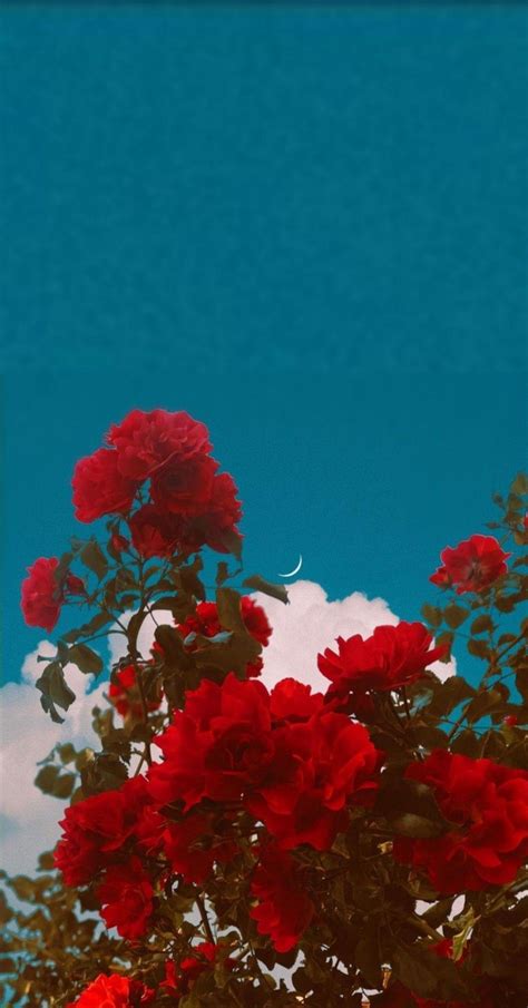 Red Flowers Wallpaper