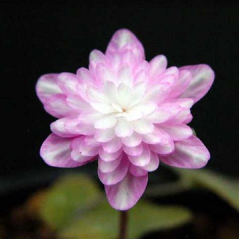 Растение Печеночница: фото, сорта, выращивание, посадка и уход