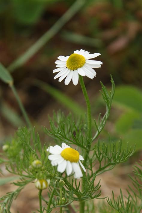 Chamomile Flower Herb Free Photo On Pixabay Pixabay