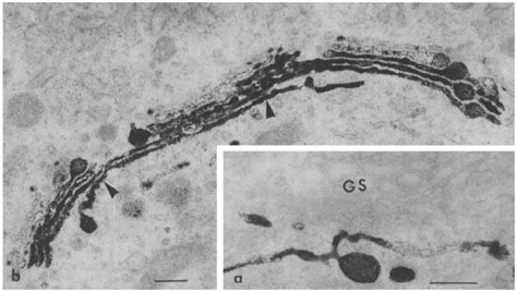 D Recovery From Salt Stimulation A Compared With Salt Stimulated Download Scientific