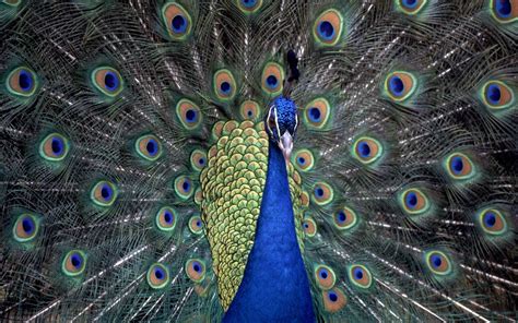 Peacocks Wallpaperhd Birds Wallpapers4k Wallpapersimagesbackgrounds