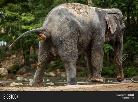 Elephant Ass While Image And Photo Free Trial Bigstock