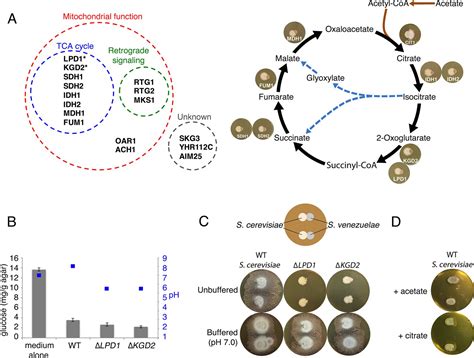 Figures And Data In Streptomyces Exploration Is Triggered By Fungal Interactions And Volatile