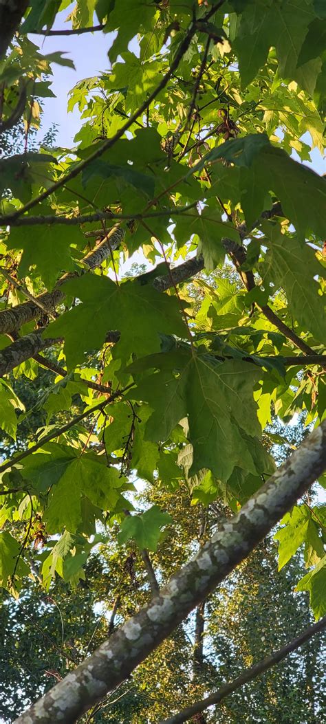 Trying To Identify This Maple R Treeidentification
