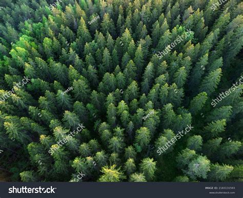 Trees Ariel View Over Royalty Free Licensable Stock Photos Shutterstock