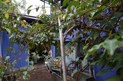 Spotlight On Hardy Kiwi And How To Prune The Fruit Nut