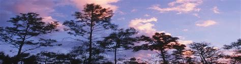 Benefits Of Urban Trees Uf Ifas Extension Sarasota County