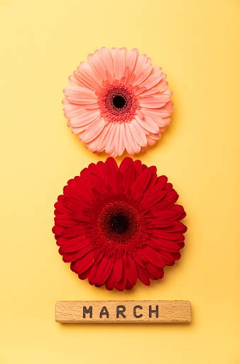 세계 여성의 날 3 월 8 일의 아름다운 엽서 봄 Gerberas와 텍스트 질감 나무에 해피 여성의 날 휴일 개념입니다 복사