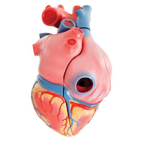 3b Scientific Heart Model Natural Size