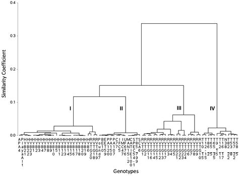 Cladistics Groupings Of The Active Breeding Cocoa Genetic Resources Of