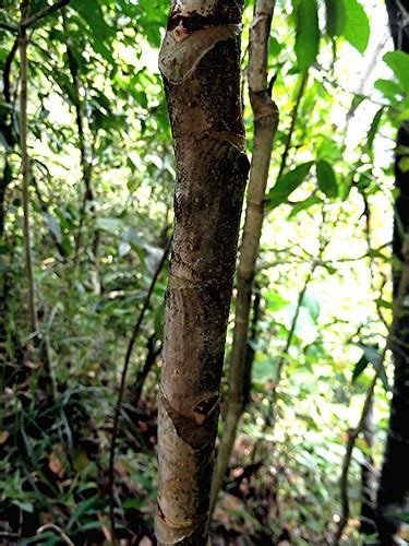 Arthrophyllum Diversifolium Blume Semangkok Pass Selangor… Flickr