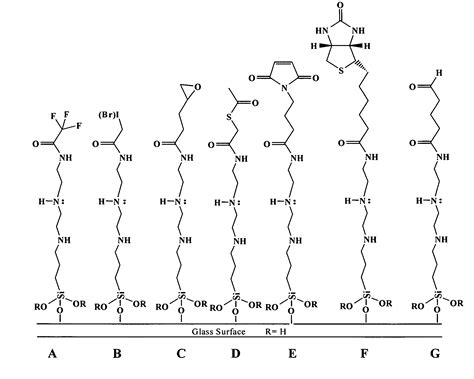 Supports Treated With Triamine For Immobilizing Biomolecules Eureka