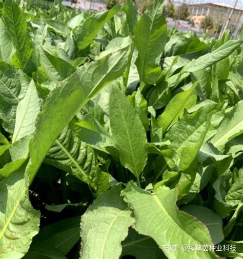 鲁梅克斯生长20年，耐寒 40度，优缺点都在这里了，看清楚再种。 知乎