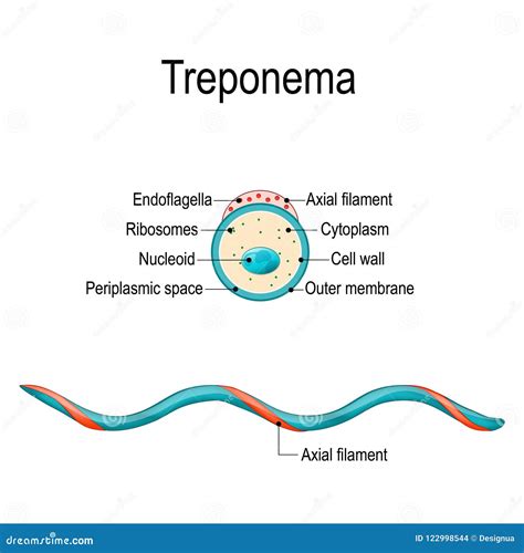 Structure Of Treponema Stock Vector Illustration Of Micro 122998544