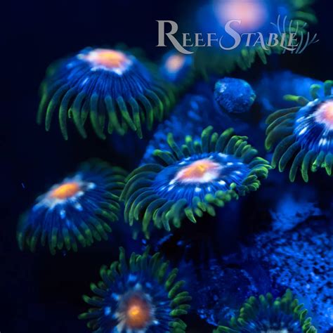 Zoanthids For Sale Zoa Coral For Sale Best Place To Buy Coral Online