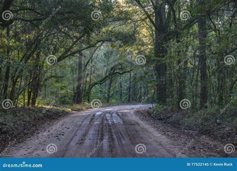 Oak Tree Tunnel In Lowcountry Charleston South Carolina Stock Image Image Of Lush Outdoors
