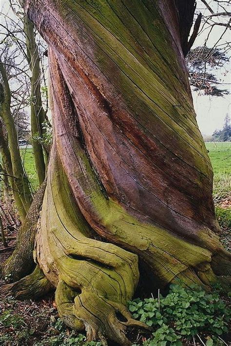 Twisting Tree Trunk Google Search Twisted Tree Weird Trees Nature Tree