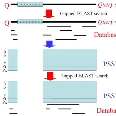 Psi Blast Search And Pssm Generation Download Scientific Diagram