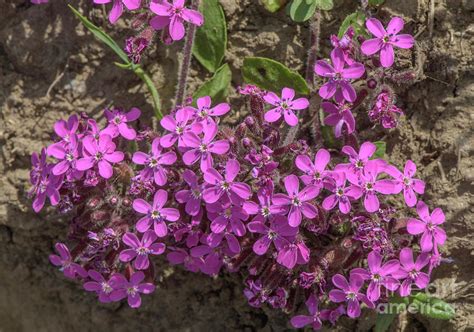 Rock Soapwort Saponaria Ocymoides In Flower By Bob Gibbonsscience