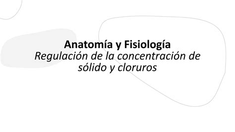 SOLUTION Anatomia Fisiolog A Sistema Urinario Studypool