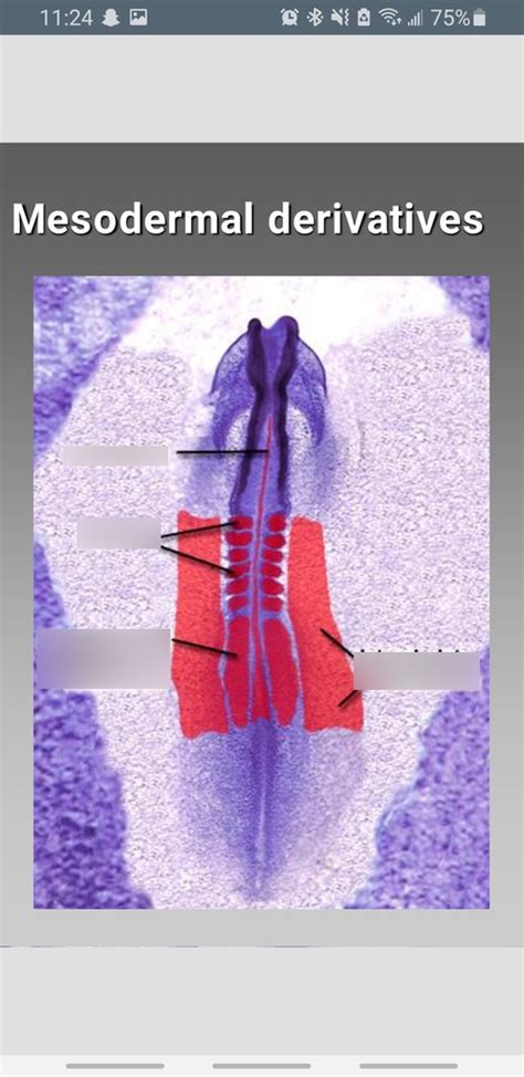 Mesodermal Derivatives Diagram Quizlet
